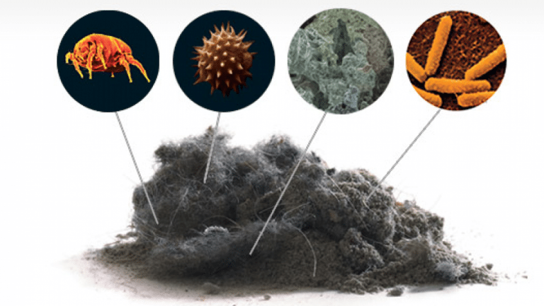 Acariens : comment les éliminer - Santé-et-Beauté