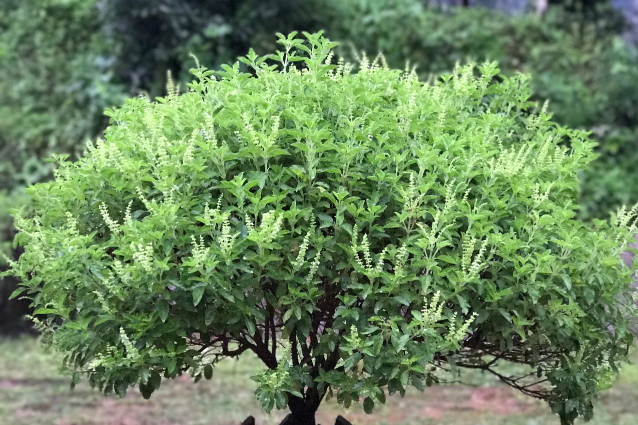 Basilic sacré ou tulsi : découvrez le secret verdoyant de l'Ayurveda