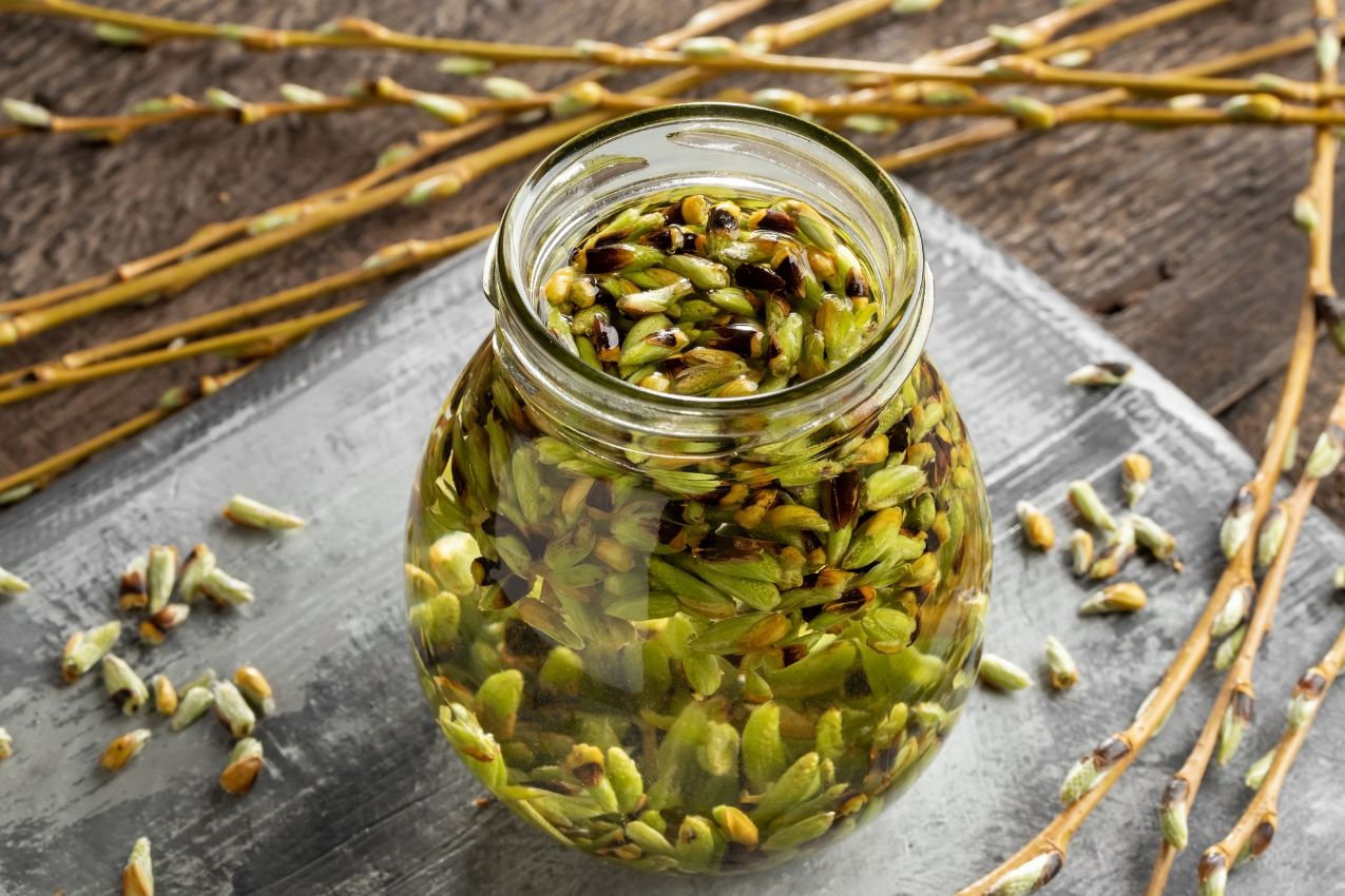 Bourgeons de cassis : ses bienfaits pour la santé - Santé-et-Beauté